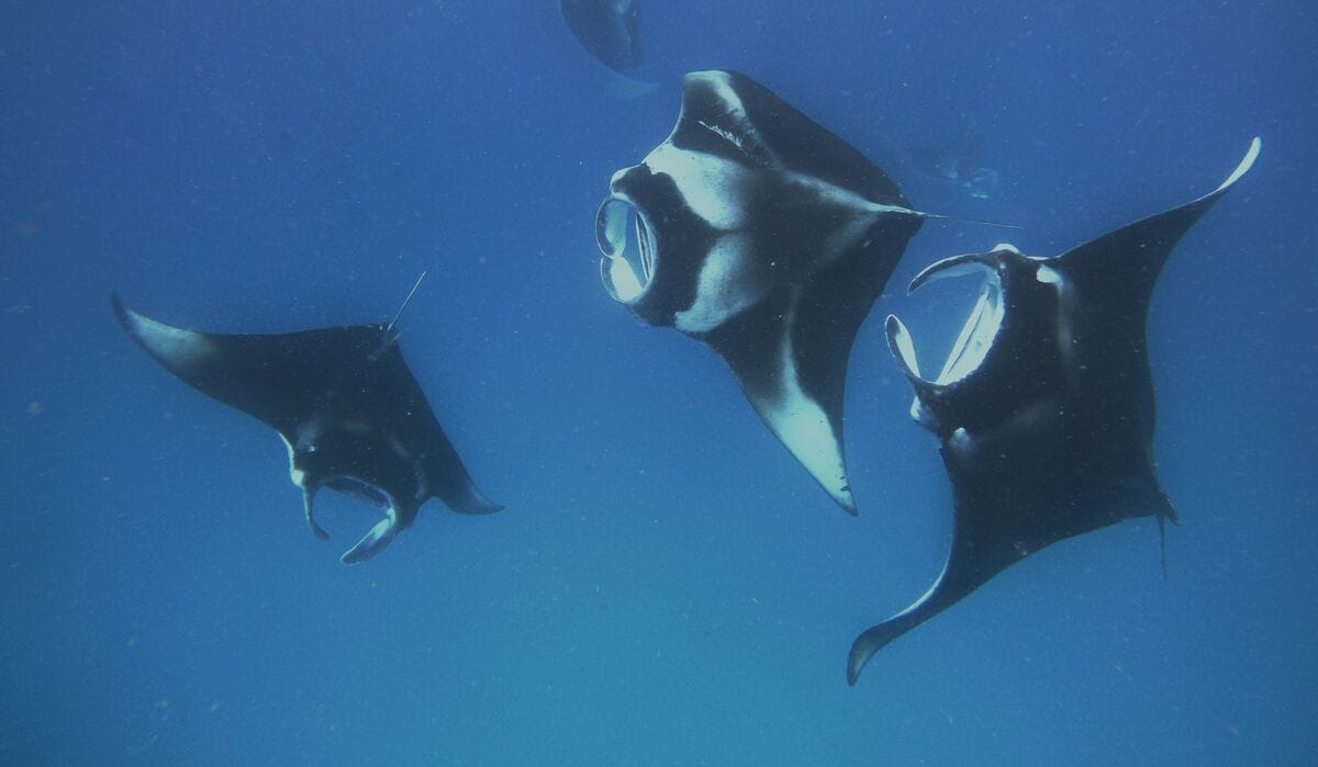 Swimming with Manta Rays at Nova Maldives - Nova
